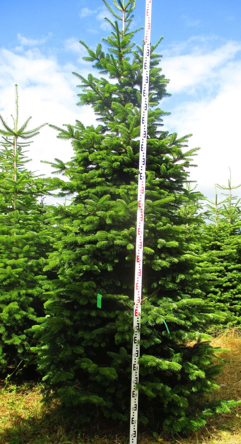 Big Trees – Forest Fresh Ireland Ltd